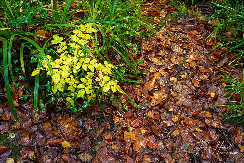 Ash-Tree-Sapling-Kennall-Vale-Autumn-Cornwall-AR2261