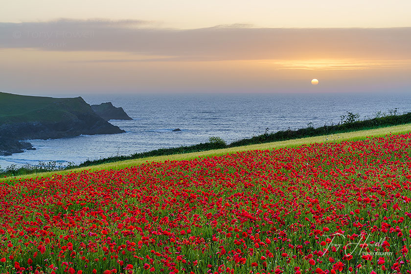 Poppies-West-Pentire-Polly-Joke-Beach-Cornwall-AR2538