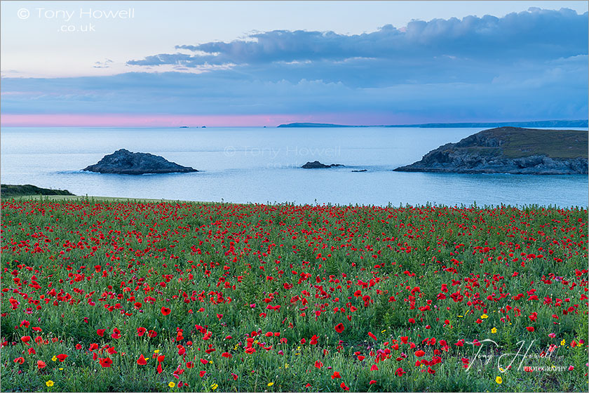 West-Pentire-Poppies-Cornwall-AR2134