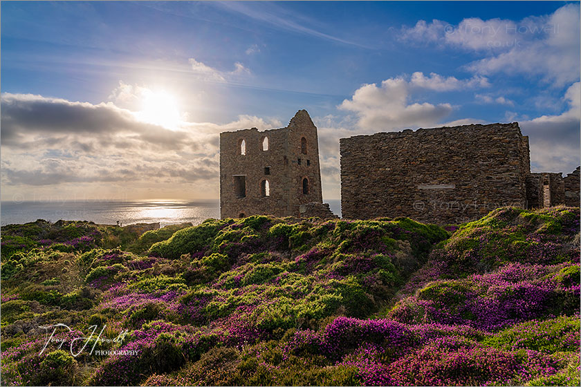 Wheal-Coates-Heather-Cornwall-AR2141